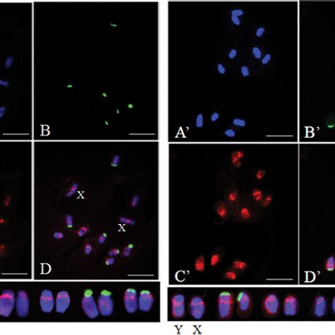 Distribution Patterns Of Hybridization Signals From Female And Male