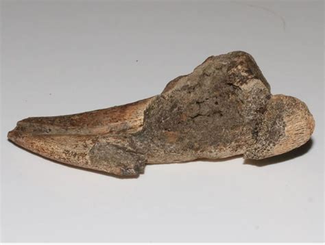 Claw Fossil Id The Fossil Forum