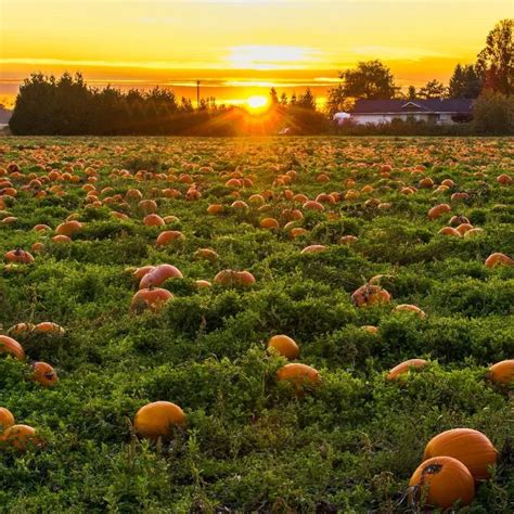 How To Grow Pumpkins A Comprehensive Growing Guide Survival Seeds