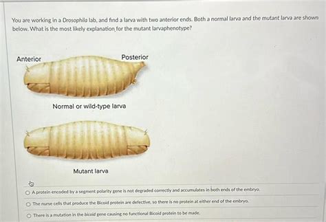 Answered You Are Working In A Drosophila Lab And Find A Larva With