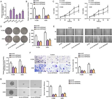 Circ Hsp90a Promotes Nsclc Cell Proliferation Migration Invasion And