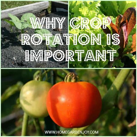 Why Crop Rotation Is Important Home Garden Joy