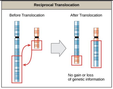 Reciprocal Translocation