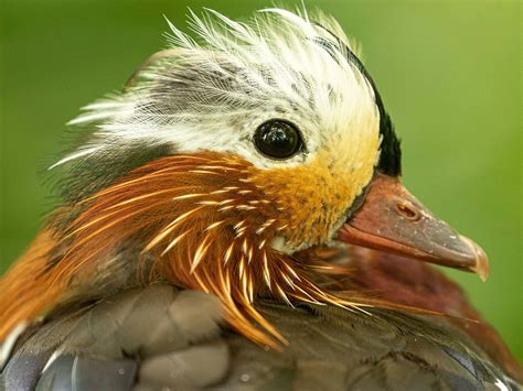 Mandarin Duck Bird Facts Aix Galericulata Bird Fact