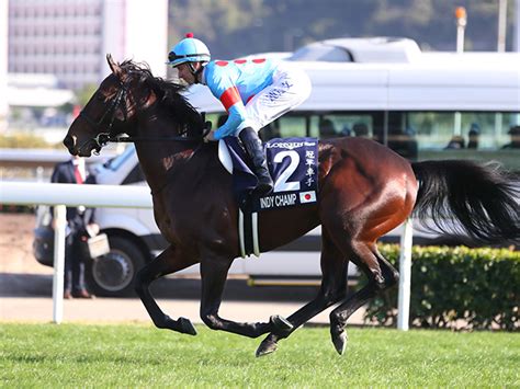 【マイラーズc想定】最優秀短距離馬インディチャンプ、好走続くフィアーノロマーノなど 競馬ニュース Netkeiba