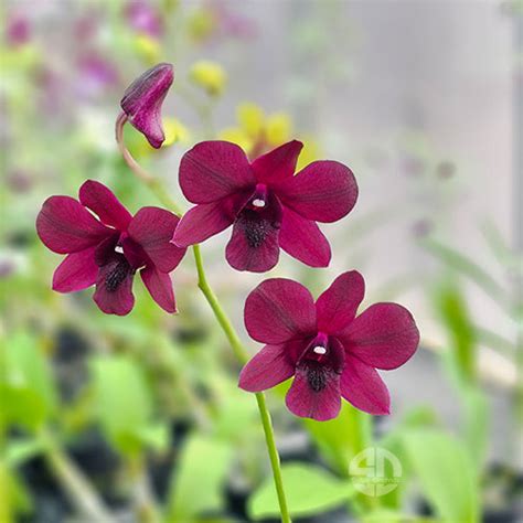 Dendrobium Orchid Plant Supernova Red Seedling