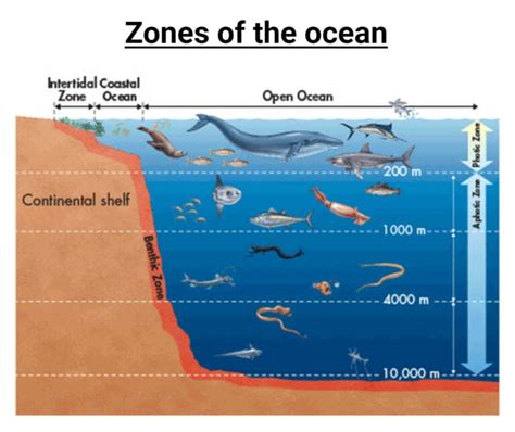 Ocean Marine Habitats Definition Types Examples