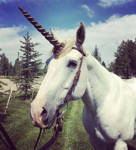 100 Real Unicorn Pictures