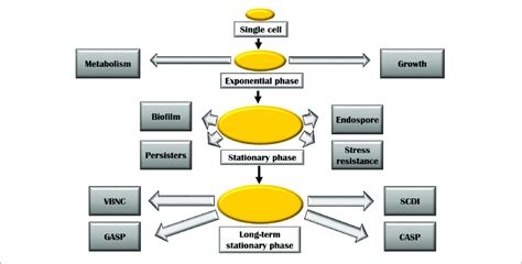 Various Bacterial Adaptations At Stationary And Long Term Stationary