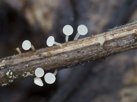 Hymenoscyphus Scutula Voskovička štítovitá
