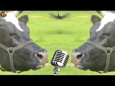 FUNNY COW DANCE 40 FUNNY COW SONG FUNNY COW DANCE CUTE COW COWS