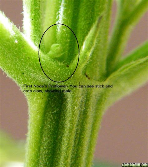 Reverse Hermie Unidentifiable Pre Flowers Opinion 420 Magazine