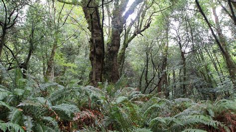Oregon Myrtle Tree Trail Near Gold Beach Offers Epic Old Growth