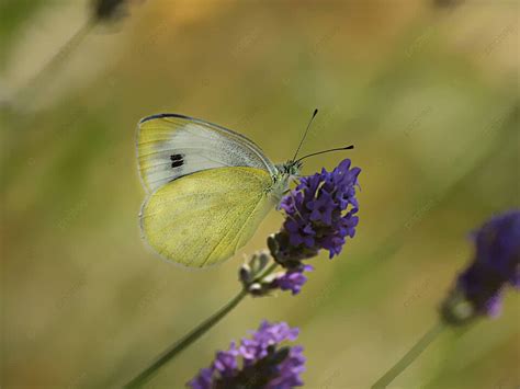 Butterfly Mimicry But Butt Photo Background And Picture For Free