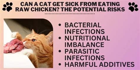 Can Cats Eat Raw Chicken An Alarming Answer