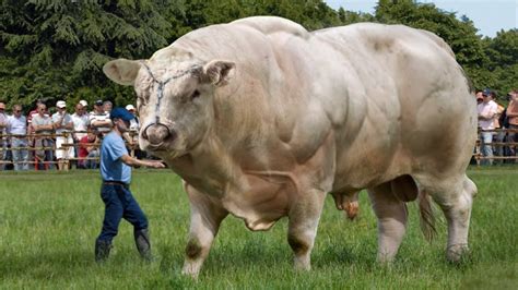 10 Biggest Bulls In The World Scary Animals Big Animals Majestic