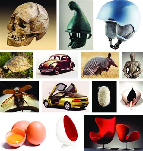 Shells As A Structural Type In Fauna Analogies Download Scientific