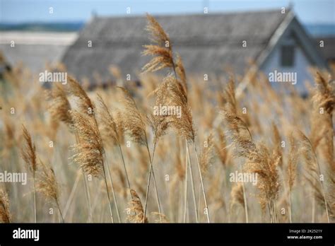 Schilfgürtel Bei Rust Am Neusiedler See Im Burgenland Österreich