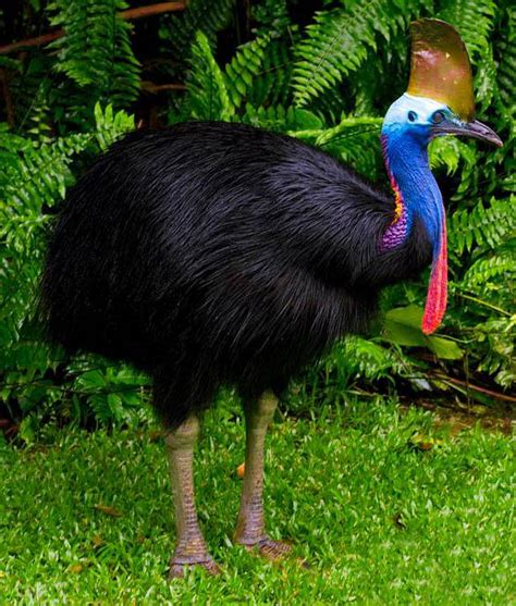 The Cassowary