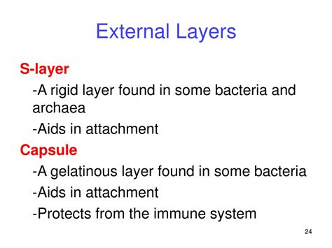 Ppt Exploring Prokaryotic Diversity And Structure Powerpoint Presentation Id 9432178