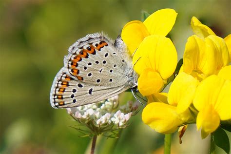 Ipernity Kopfstand Headstand By Cammino