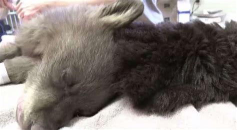 Bear Cub With Burnt Paws Rescued From Colorado Wildfire Wsvn 7news