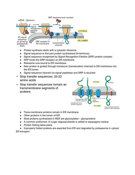 Cell Biology And Signalling A100 Medicine Kcl Thinkswap