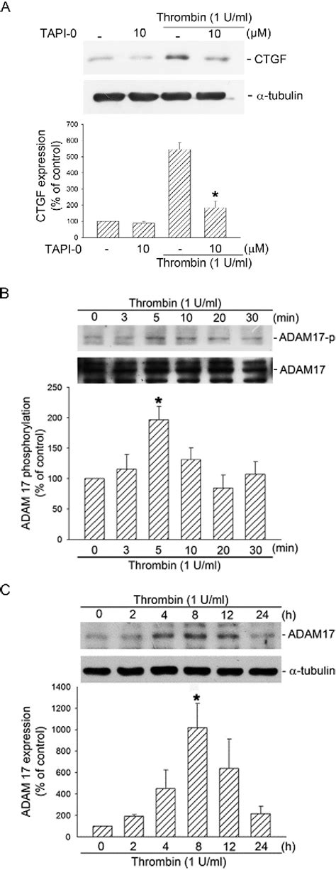 ADAM17 EGFRdependent ERK Activation Mediates Thrombininduced CTGF