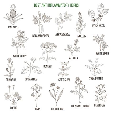 Meilleures Herbes Anti inflammatoires Set De Plantes Médicinales