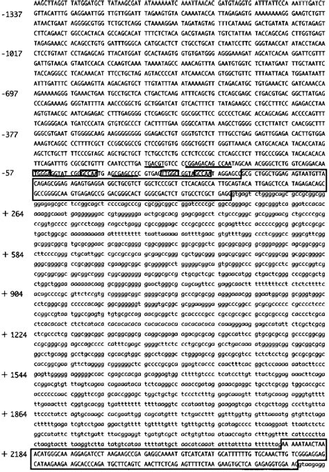 Nucleotide Sequence Of The 5 Upstream Region First Exon First Intron