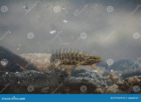 Common Newt In Water Swimming On Rock Stock Image Image Of Swimming