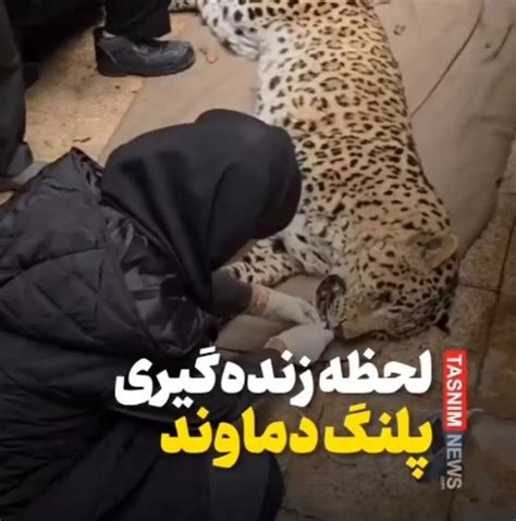 لحظه زنده‌گیری پلنگ دماوند فیلم