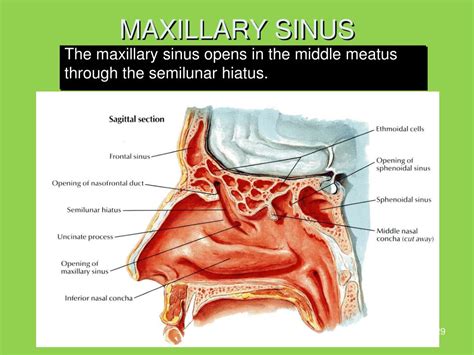 Maxillary Sinus Normal Anatomy Variants