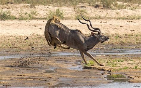 Дружба между животными Пикабу