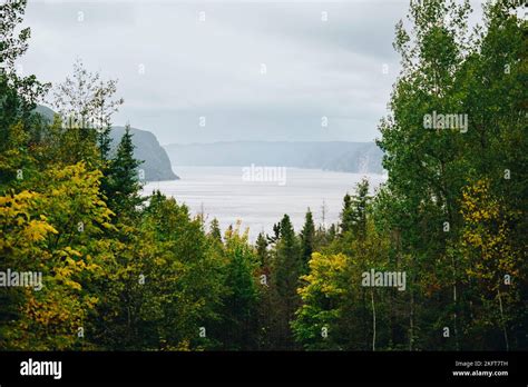 Tall Trees With Green Foliage Growing In Canada Forest Stock Photo Alamy