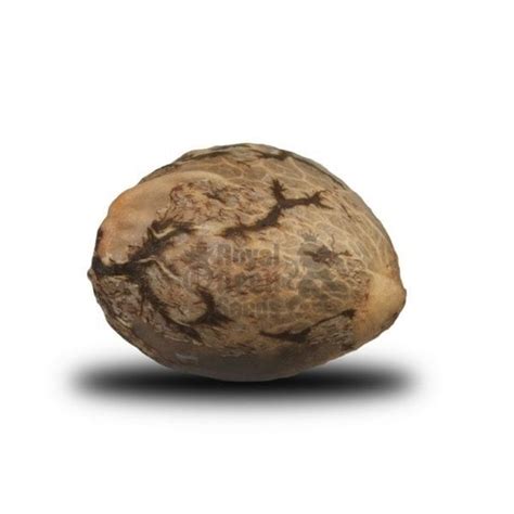 Holy Grail Kush Feminized Seeds Pacific Seed Bank