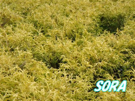 フィリフェラオーレア15cmポット 1本 SORAの植木屋さん