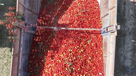 Xinjiang Mechanical Harvesting Of Tomatoes For A Bumper Harvest CGTN