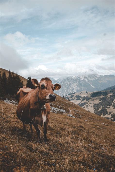 Aesthetic Cow Wallpapers Top Free Aesthetic Cow Backgrounds