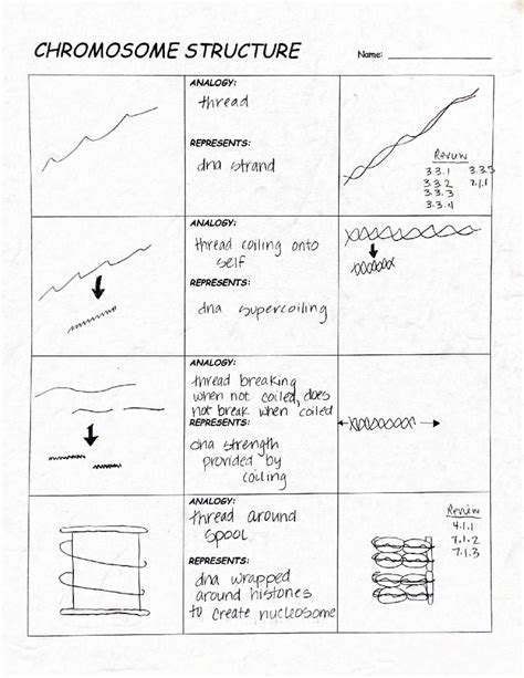 Chromosome Sock Analogy Chromosome Structure Name Analogy Thread