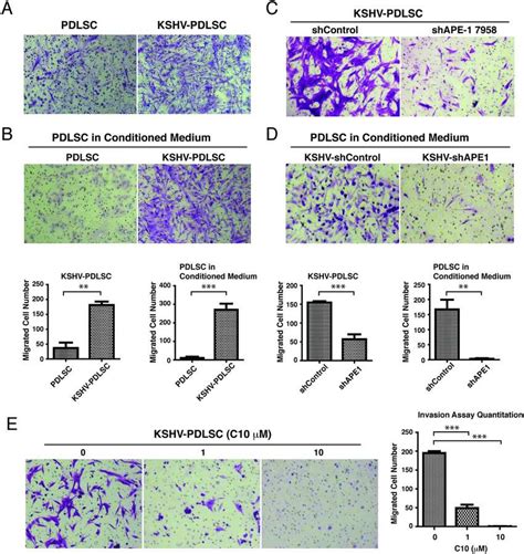 Ape1 Is Required For Kshv Induced Cell Invasion And C10 Inhibits This