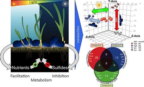 代谢组学揭示了物种相互作用和环境压力对海草中氮和硫代谢的神秘交互作用environmental Science And Technology X Mol