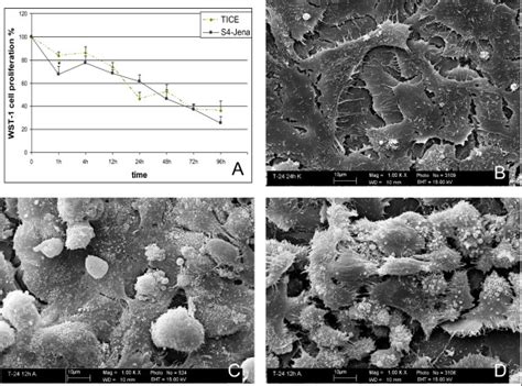 A Cell Proliferation Of T24 Cells After Infection With Bcg S4 Jena And