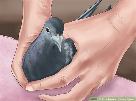 3 Ways To Train A Homing Pigeon Wikihow Homing Pigeons Pigeon Train