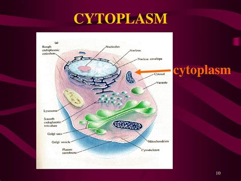 PPT Cell Organelles PowerPoint Presentation Free Download ID 2221779