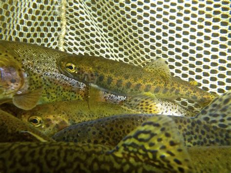 Lanie Galland Tom Parchman Lab