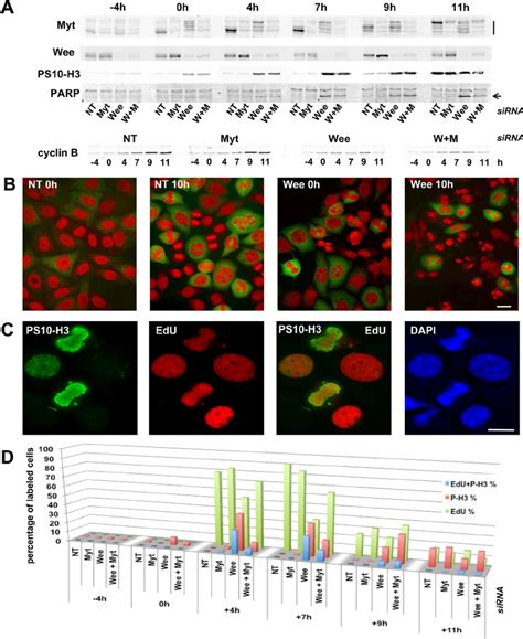 Knockdown Of Wee1 But Not Of Myt1 Induces Catastrophic Mitoses