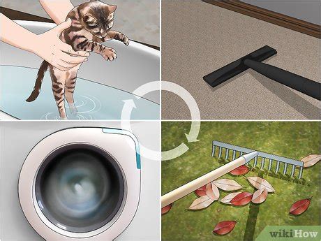 How To Get Rid Of Fleas Naturally Safe Solutions