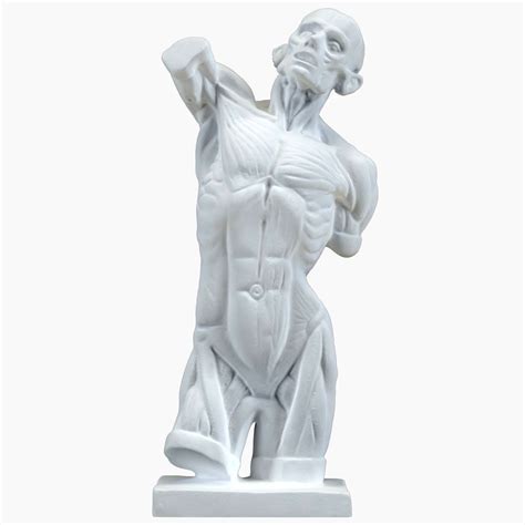 Anatomic Figure 3d Model