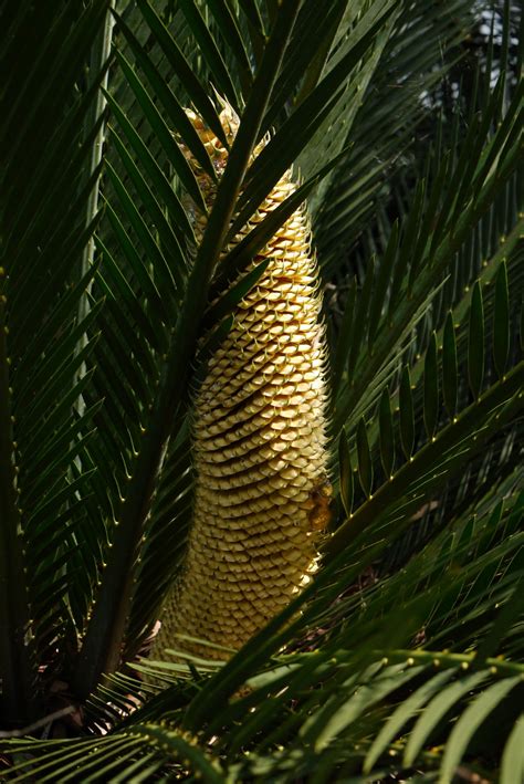 How To Plant And Grow Moores Cycad Macrozamia Moorei